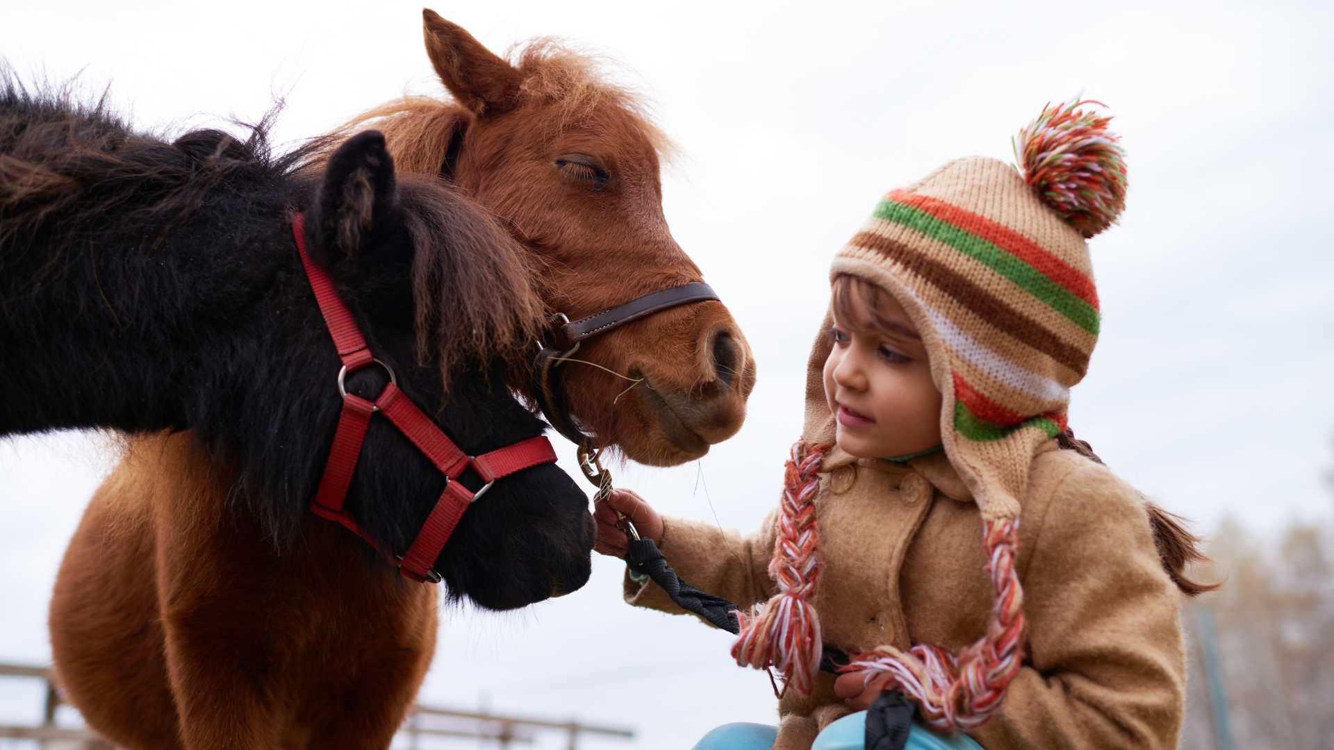 Animal Therapy in Autism: Furry Companions and the Spectrum